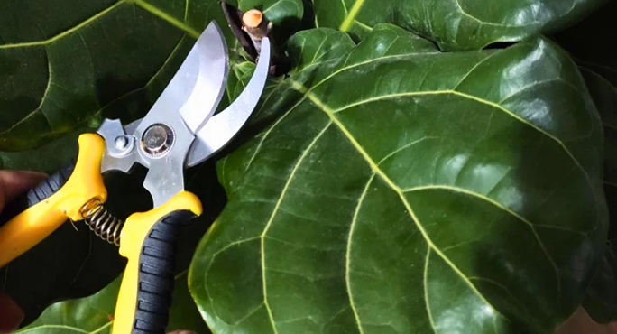Choose your Tools – Plant Culture PH