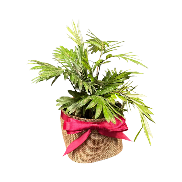 Plant Culture Dwarf Palmera – Tropical Christmas Gift Plant – Plant ...