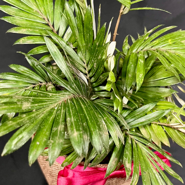 Plant Culture Dwarf Palmera – Tropical Christmas Gift Plant – Plant ...