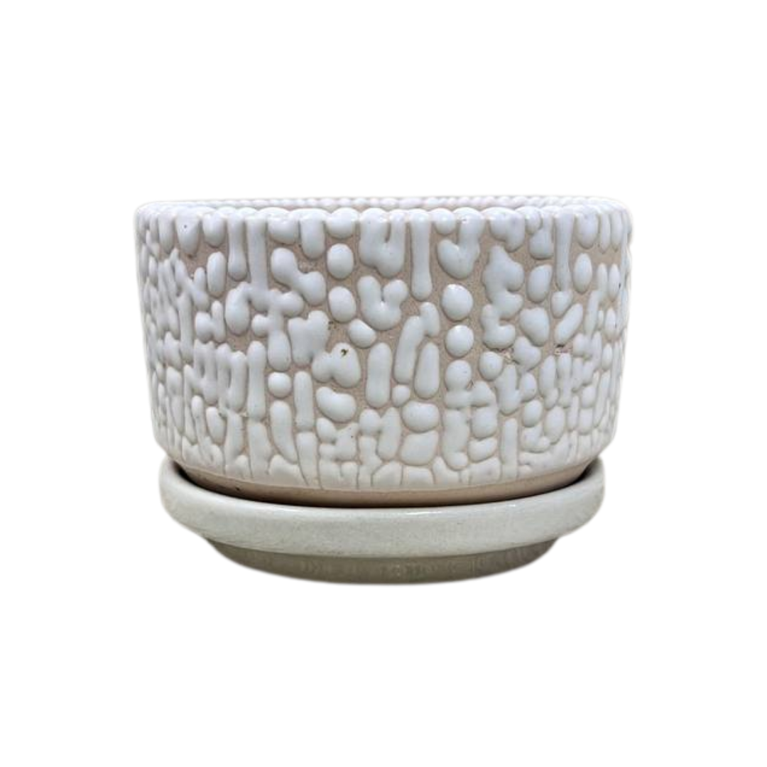 Pebble Shallow Ceramic Pot with Catch Plate (3 × 1.5 in) – Plant Culture PH