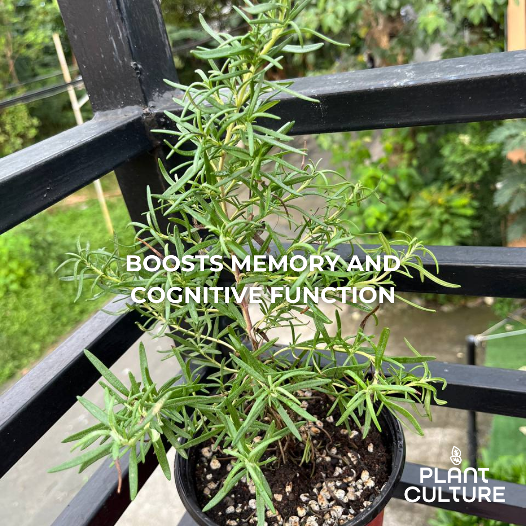 Choose your Plant – Plant Culture PH