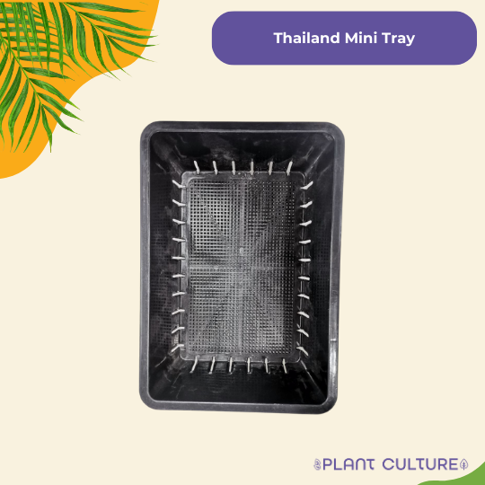 Plastic Mini Tray – Plant Culture PH