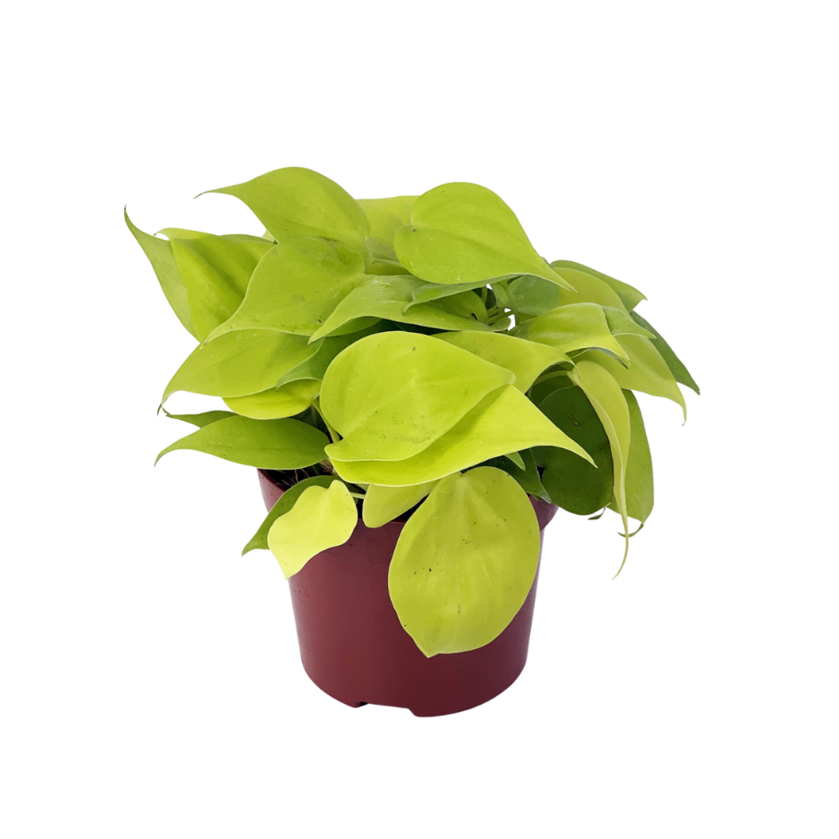 Philodendron Lemon Lime (Neon Philodendron) 12cm – Plant Culture PH