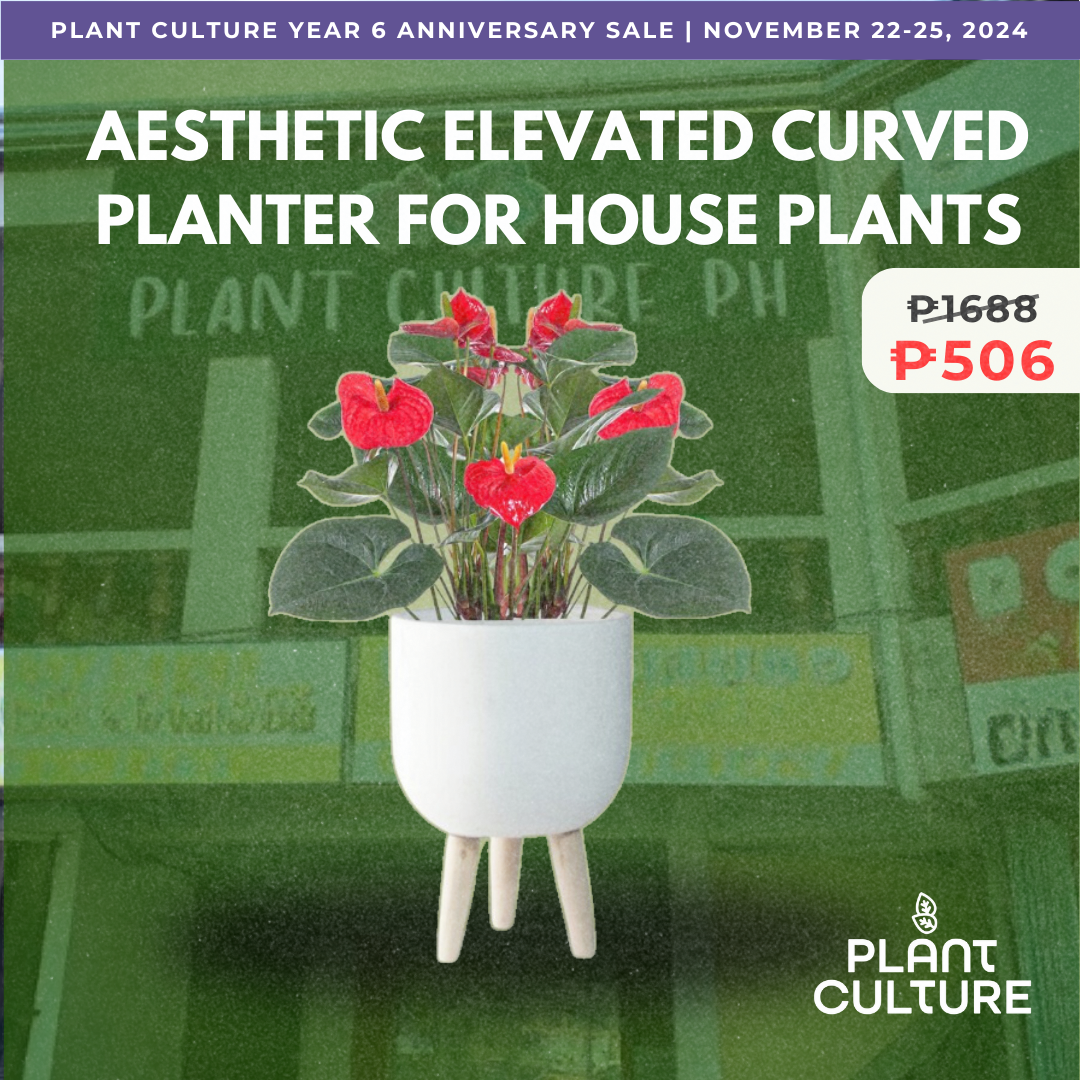 Aesthetic Elevated Curved Planter for Indoor Plants | Cement Pots ...