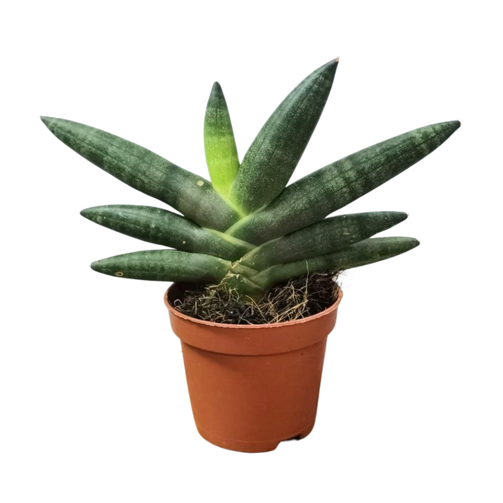 Sanseviera Black Boncel – Plant Culture PH