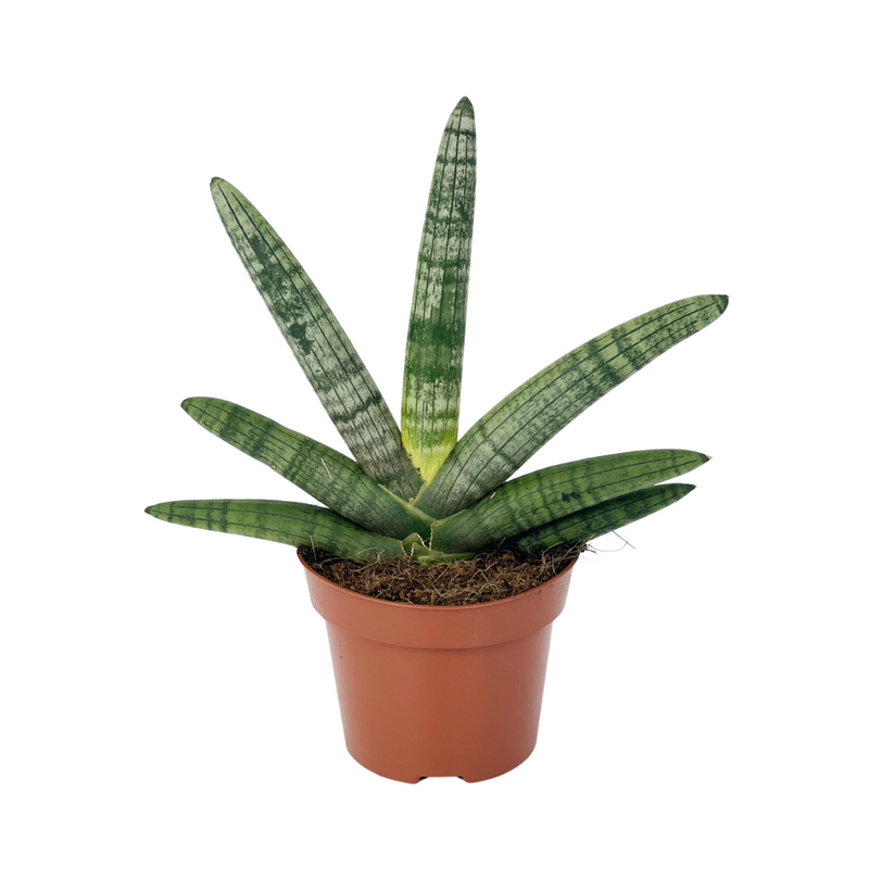 Sansevieria Boncel – Plant Culture PH