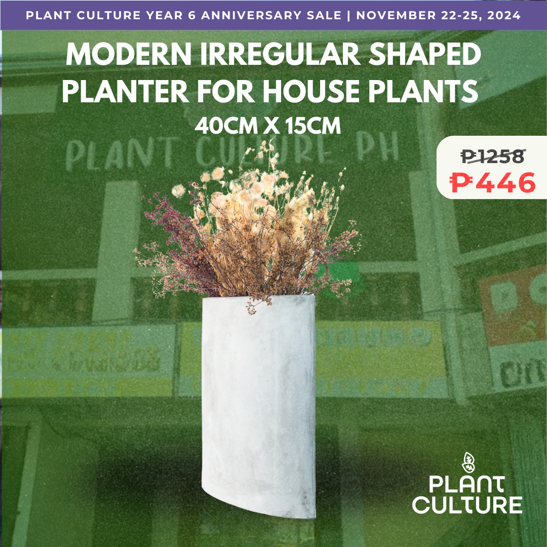 Modern Irregular Shaped Planter for House Plants by Plant Culture PH