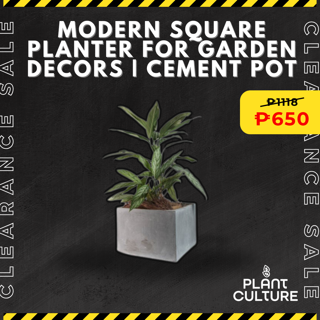Modern Square Planter for Garden Decors | Cement Pots - 35cm x 20cm ...