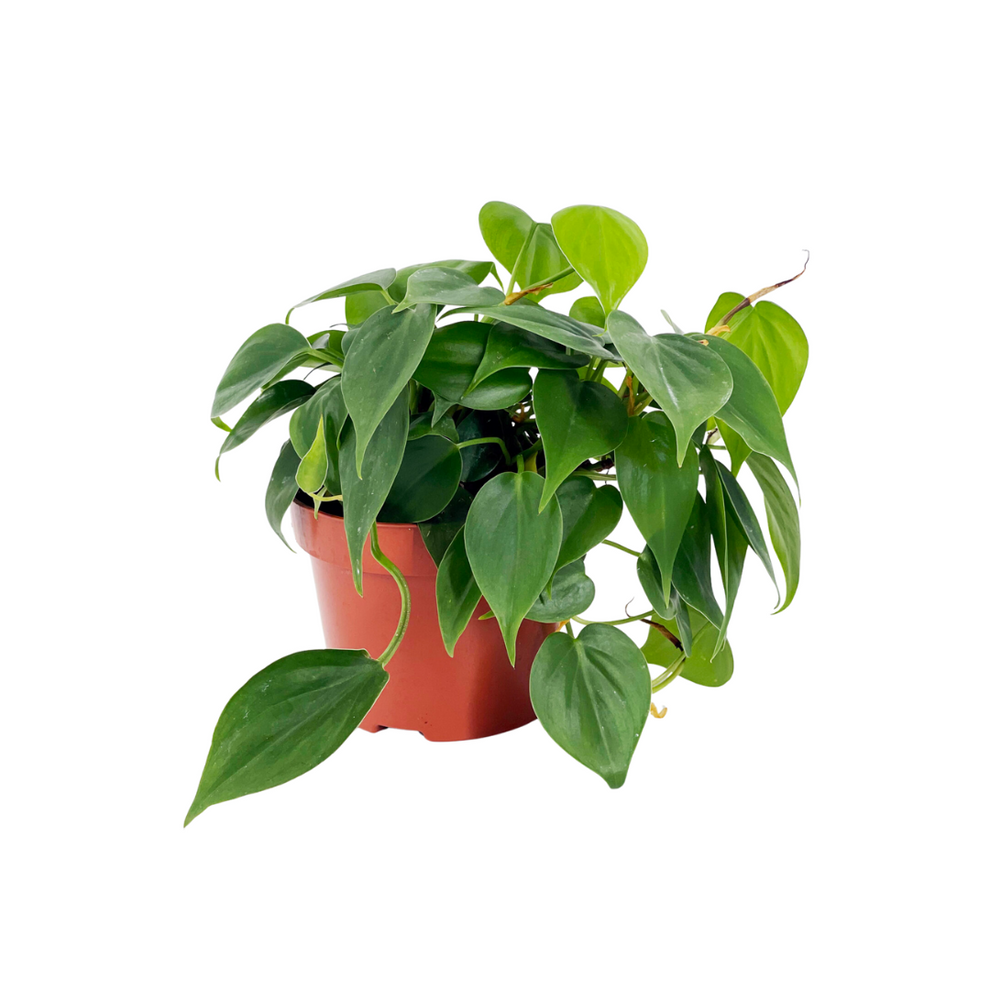 Philodendron Green (Heartleaf Philodendron) – Plant Culture PH