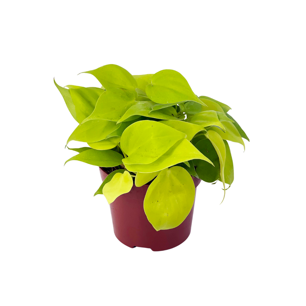 Philodendron Lemon Lime (Neon Philodendron) – Plant Culture PH