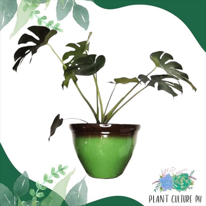 Pots and Planters – Plant Culture PH