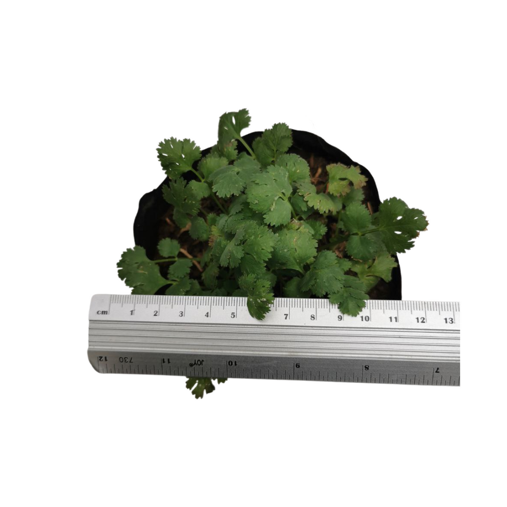 Wansoy Cilantro – Plant Culture PH